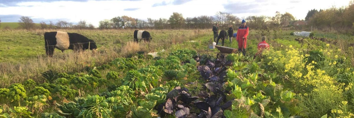 Live and Learn on Organic Farms - WWOOF Denmark
