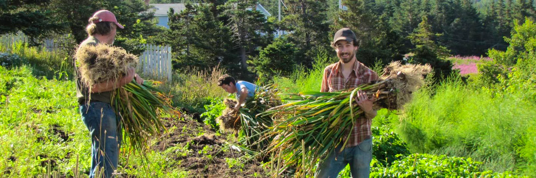 Live and Learn on Organic Farms - WWOOF Ireland