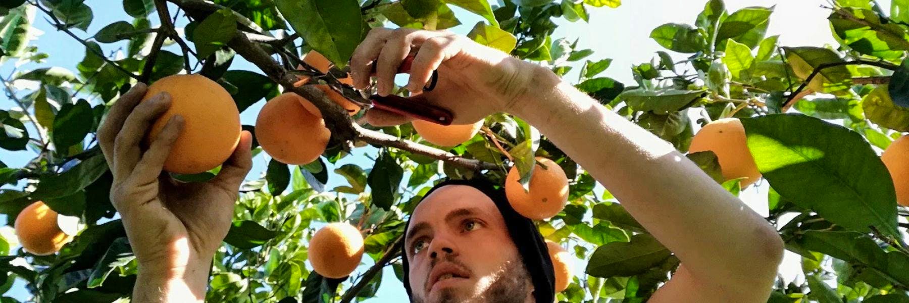 Live and Learn on Organic Farms - WWOOF Italia