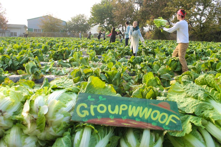 Live and Learn on Organic Farms - WWOOF Korea